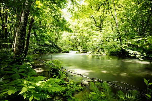 PHOTOWALL / Deep into the Forest (e316102) | 輸入壁紙専門店 WALPA – WALPA.jp