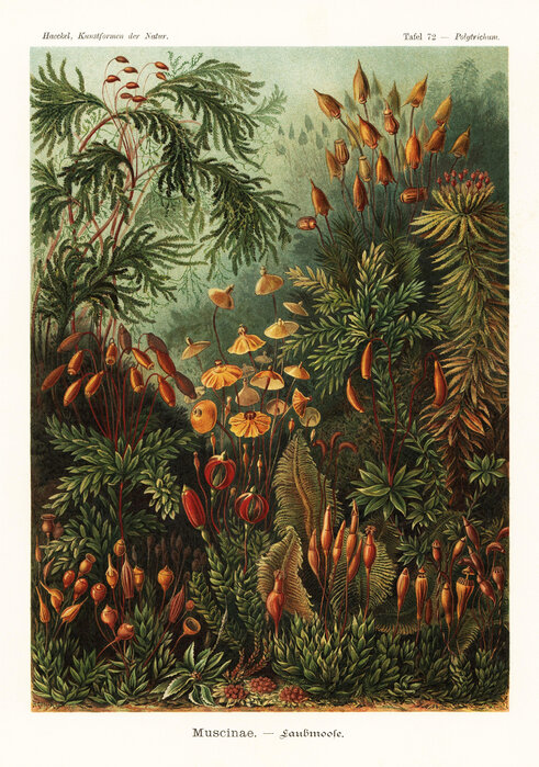 PHOTOWALL / Muscinae Moss Art Forms - Ernst Haeckel (e316977) | 輸入壁紙専門店 ...