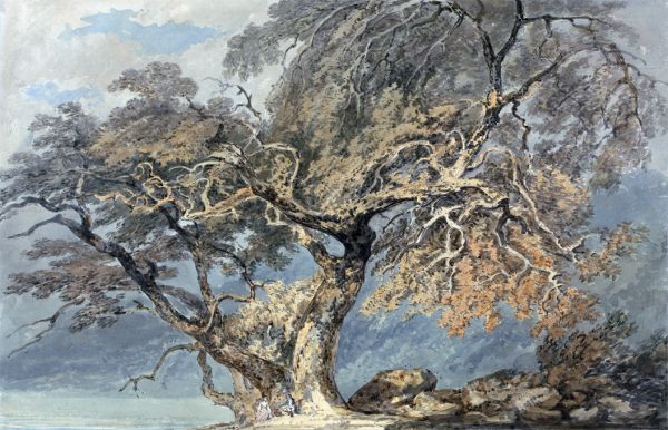 PHOTOWALL / Marvelous Tree (e318893) | 輸入壁紙専門店 WALPA – WALPA.jp